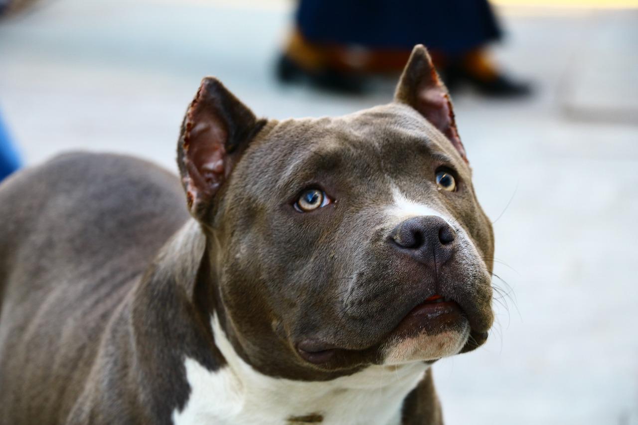 Chó Pitbull - Nguồn gốc, đặc điểm, giá bán và cách thuần hóa