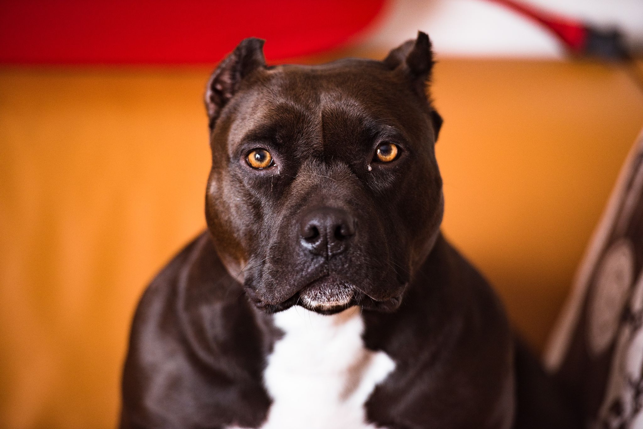 Chó Pitbull - Nguồn gốc, đặc điểm, giá bán và cách thuần hóa
