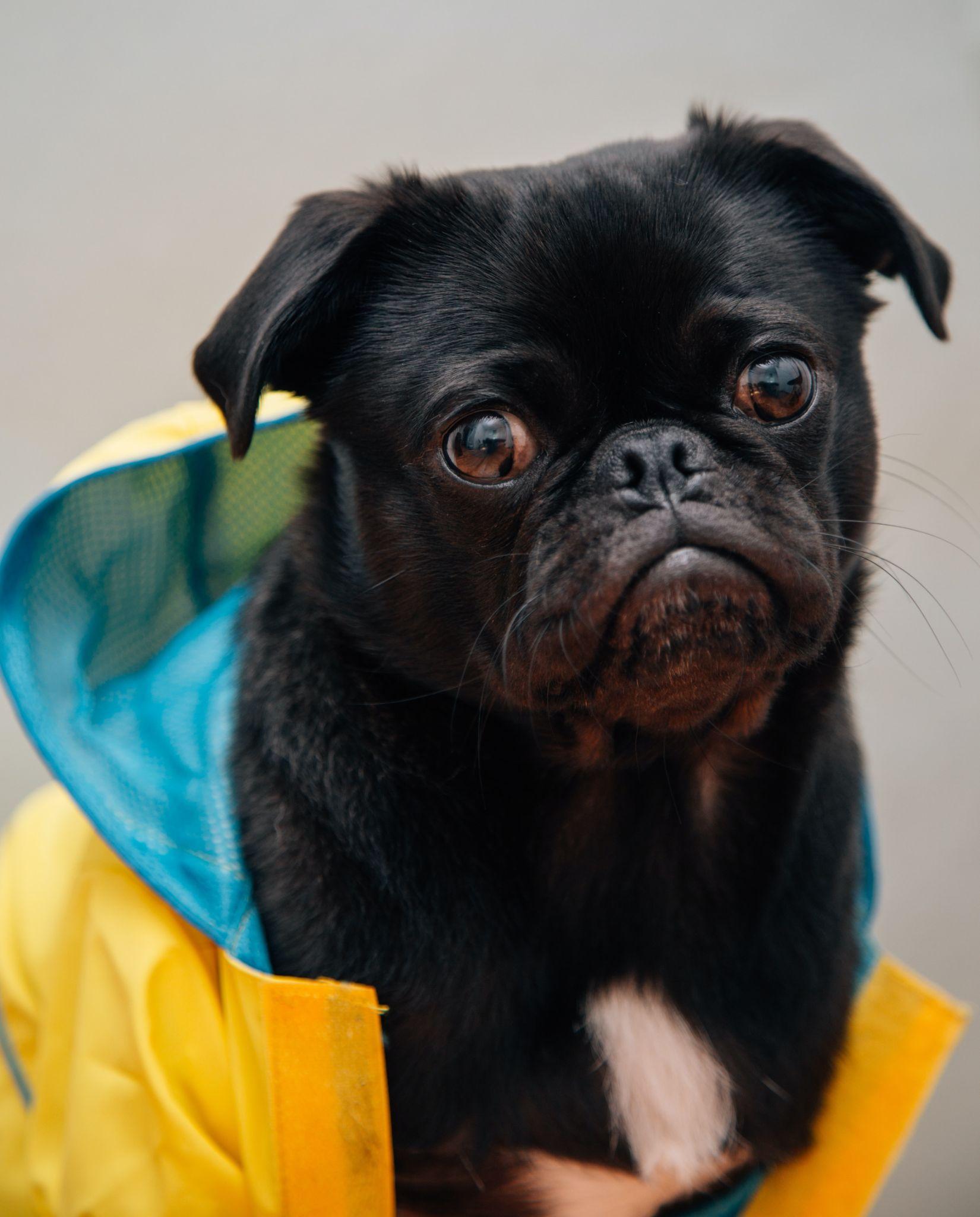 Chó Pug: Nguồn gốc, đặc điểm, giá bán và cách chăm sóc