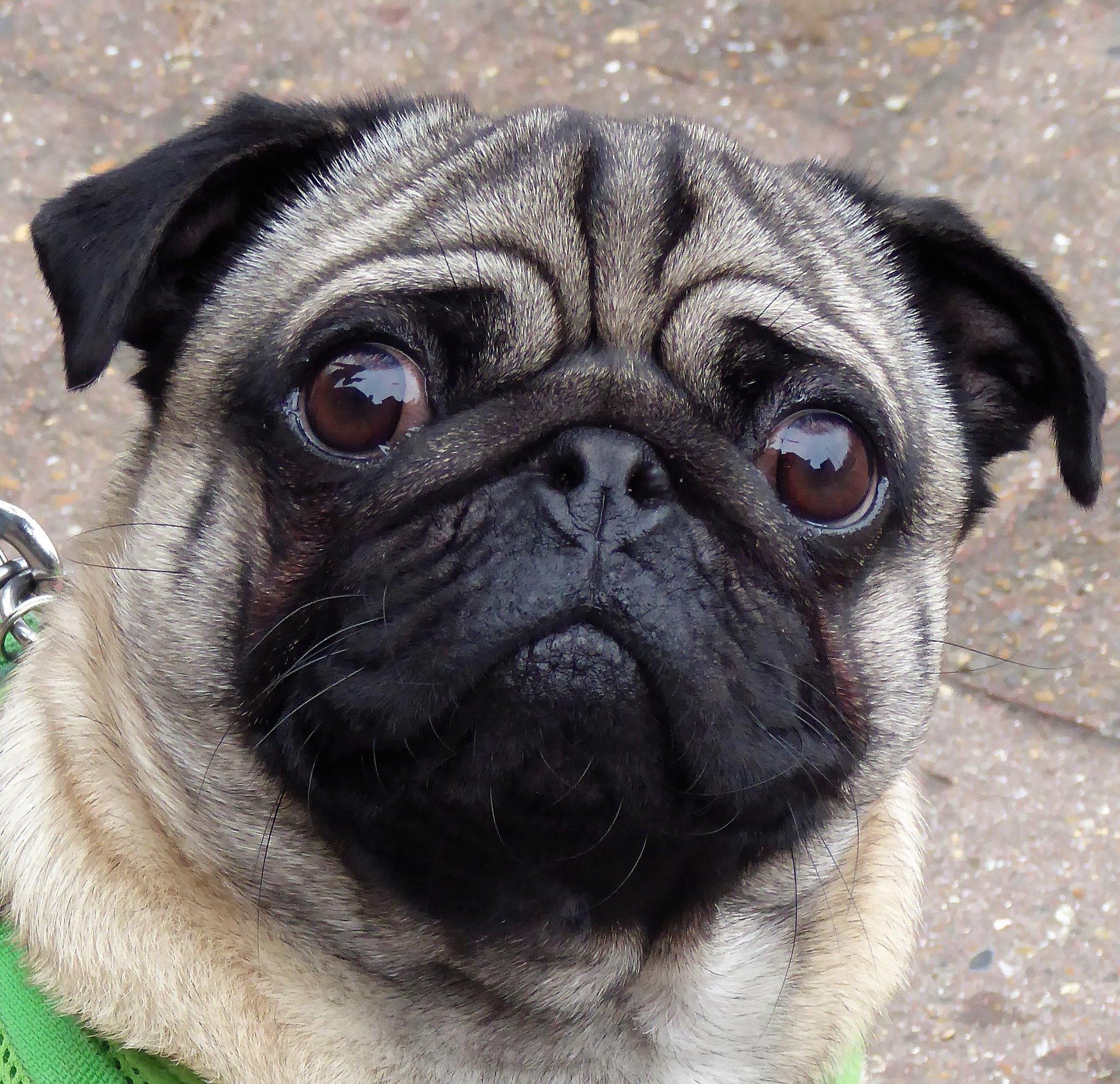 Chó Pug: Nguồn gốc, đặc điểm, giá bán và cách chăm sóc