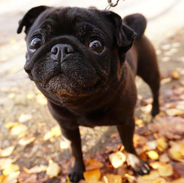 Chó Pug: Nguồn gốc, đặc điểm, giá bán và cách chăm sóc