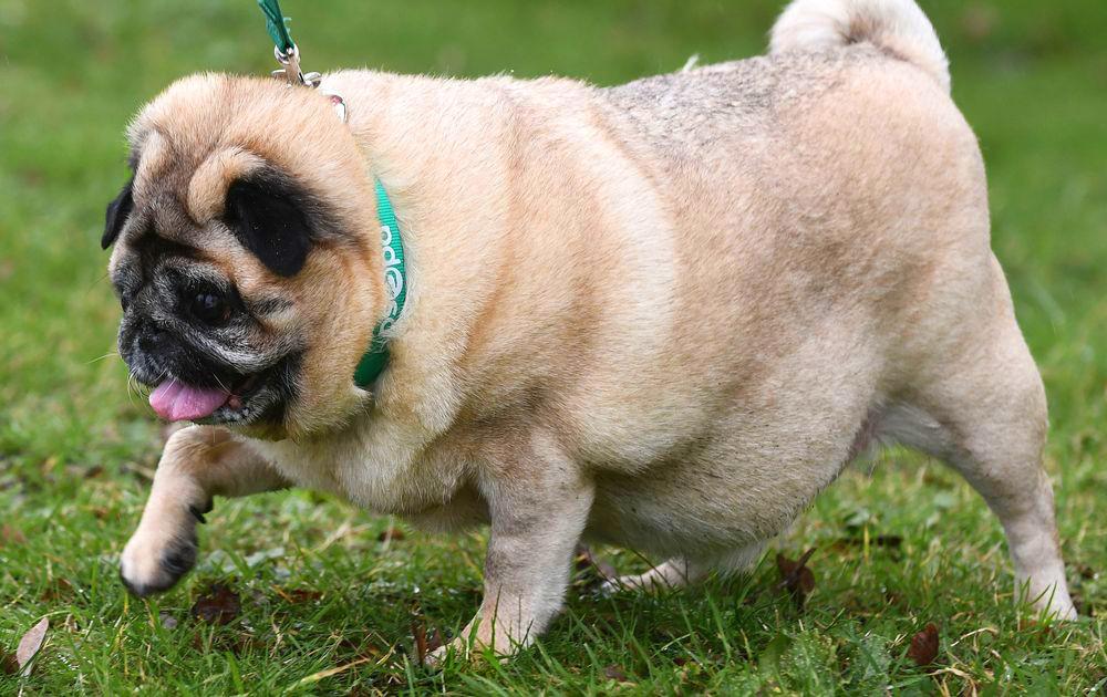 Chó Pug: Nguồn gốc, đặc điểm, giá bán và cách chăm sóc