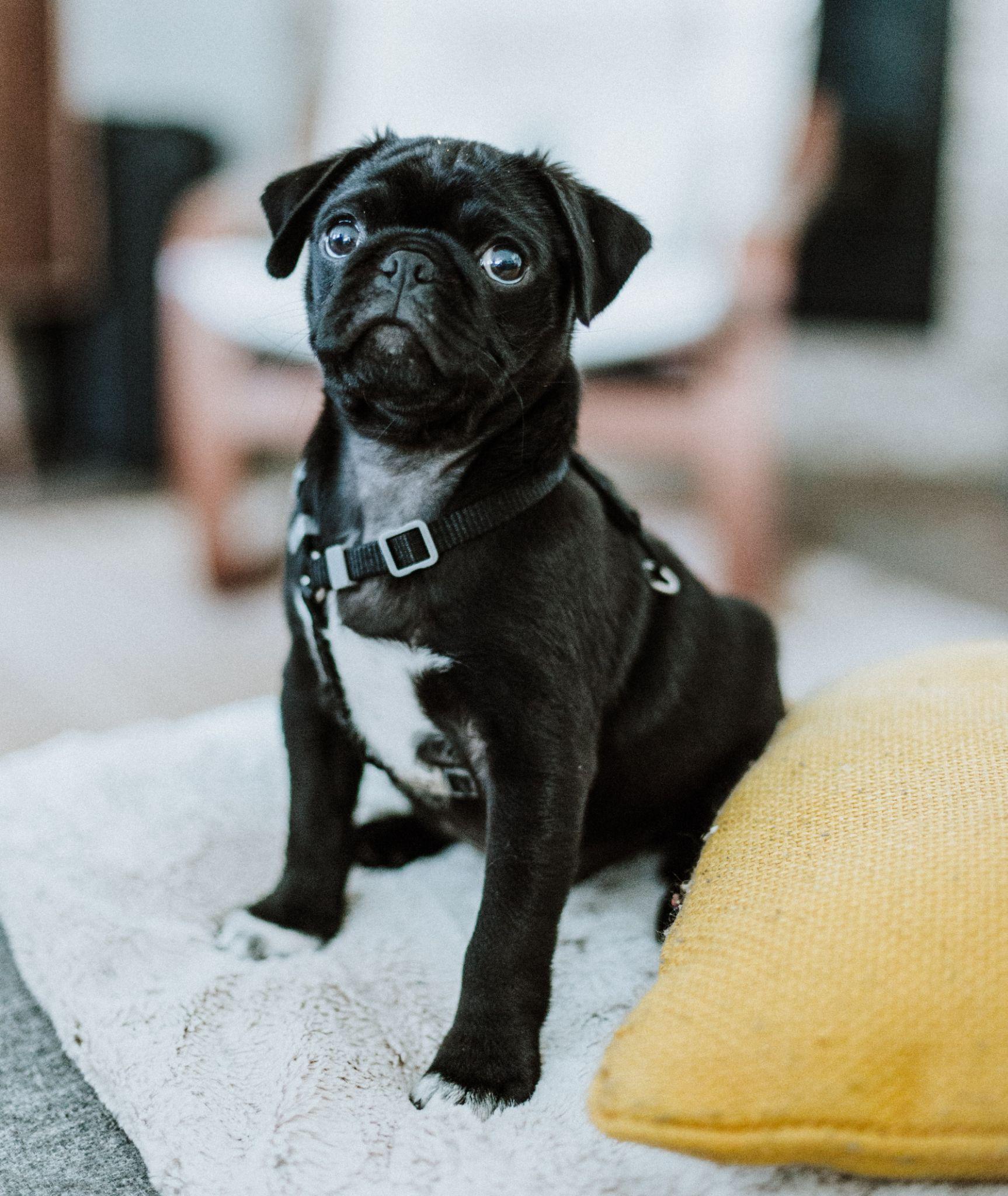 Chó Pug: Nguồn gốc, đặc điểm, giá bán và cách chăm sóc