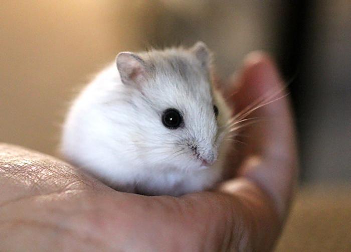 Chuột Hamster - Phân loại, giá bán và cách chăm sóc chuột đẹp khỏe mạnh