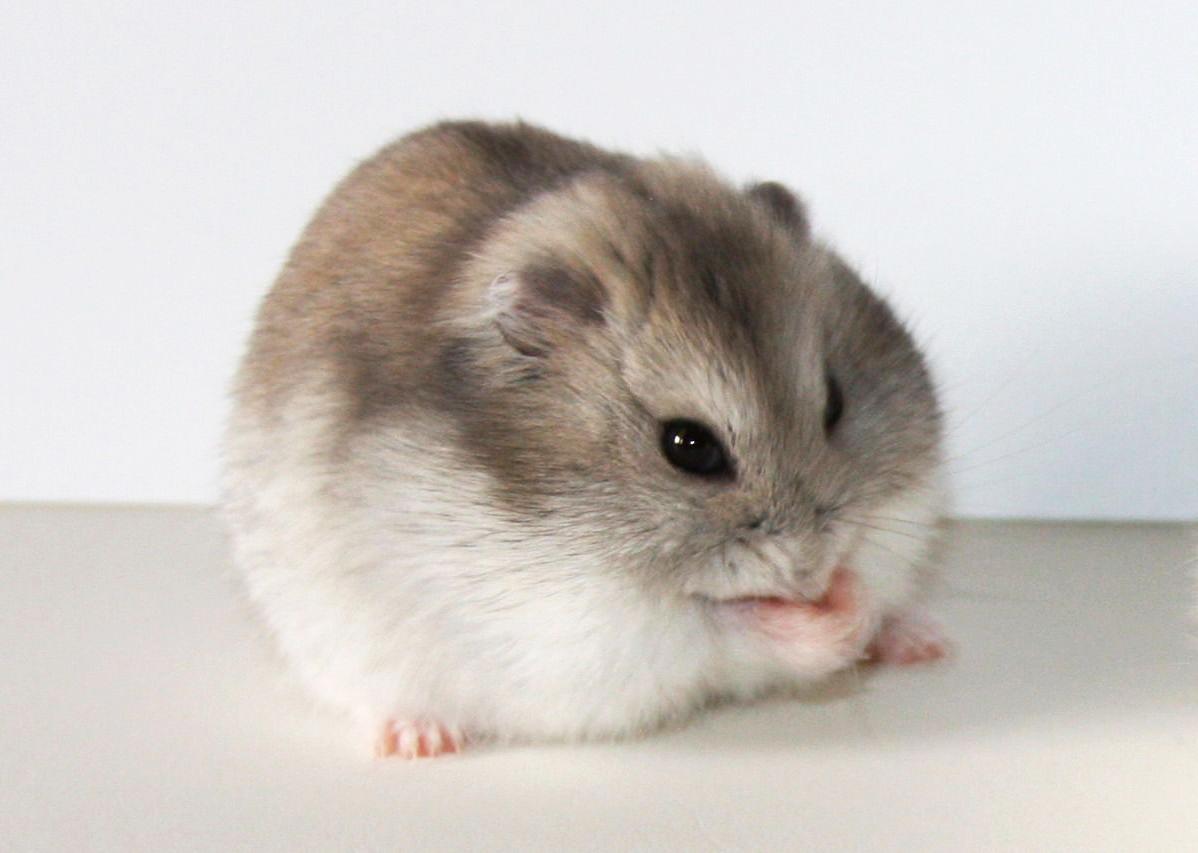 Chuột Hamster - Phân loại, giá bán và cách chăm sóc chuột đẹp khỏe mạnh