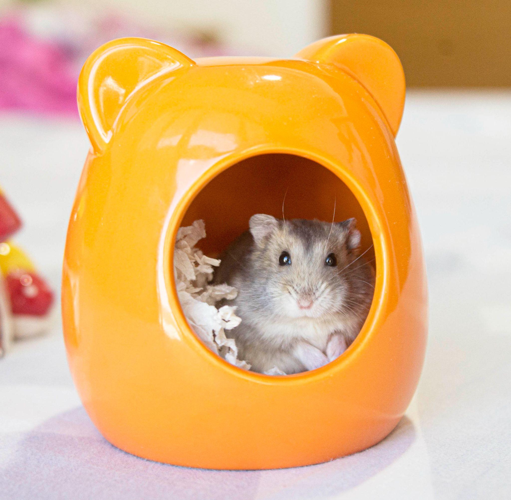 Chuột Hamster - Phân loại, giá bán và cách chăm sóc chuột đẹp khỏe mạnh