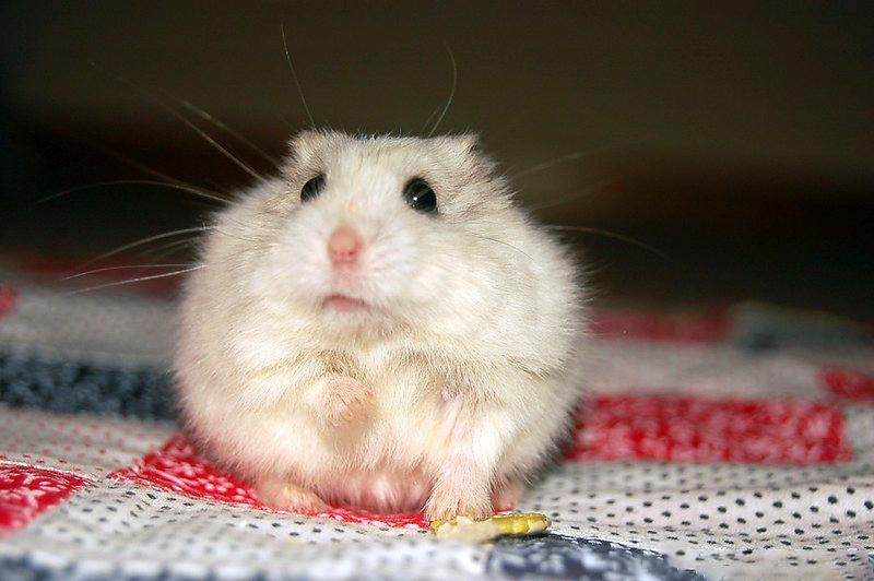 Chuột Hamster - Phân loại, giá bán và cách chăm sóc chuột đẹp khỏe mạnh