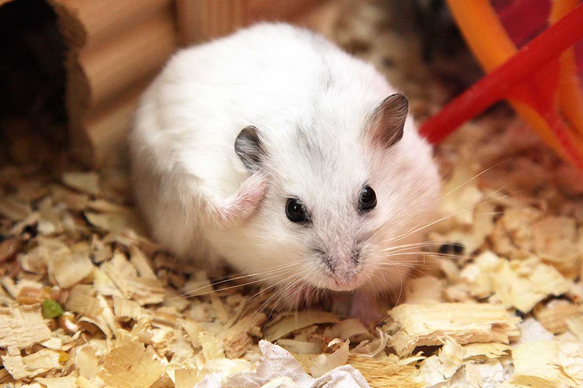 Chuột Hamster - Phân loại, giá bán và cách chăm sóc chuột đẹp khỏe mạnh