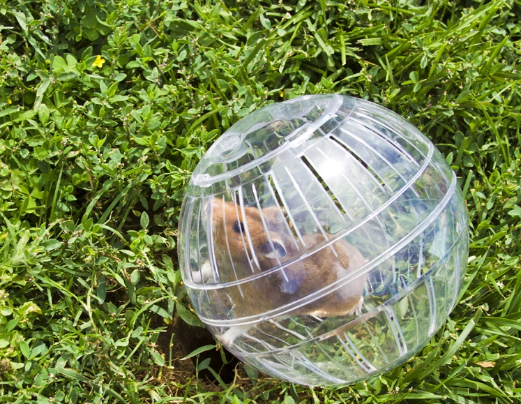 Chuột Hamster - Phân loại, giá bán và cách chăm sóc chuột đẹp khỏe mạnh