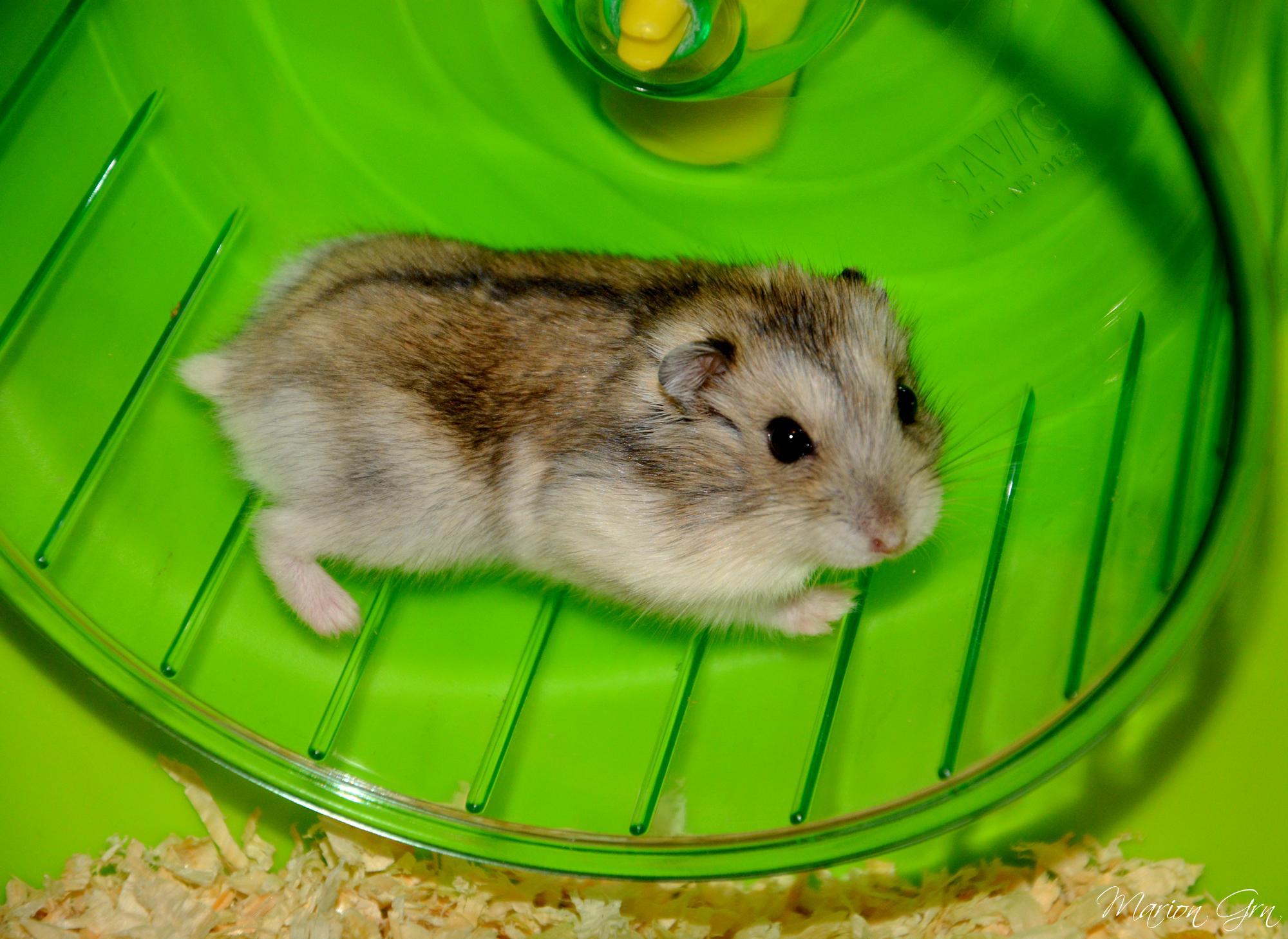 Chuột Hamster - Phân loại, giá bán và cách chăm sóc chuột đẹp khỏe mạnh