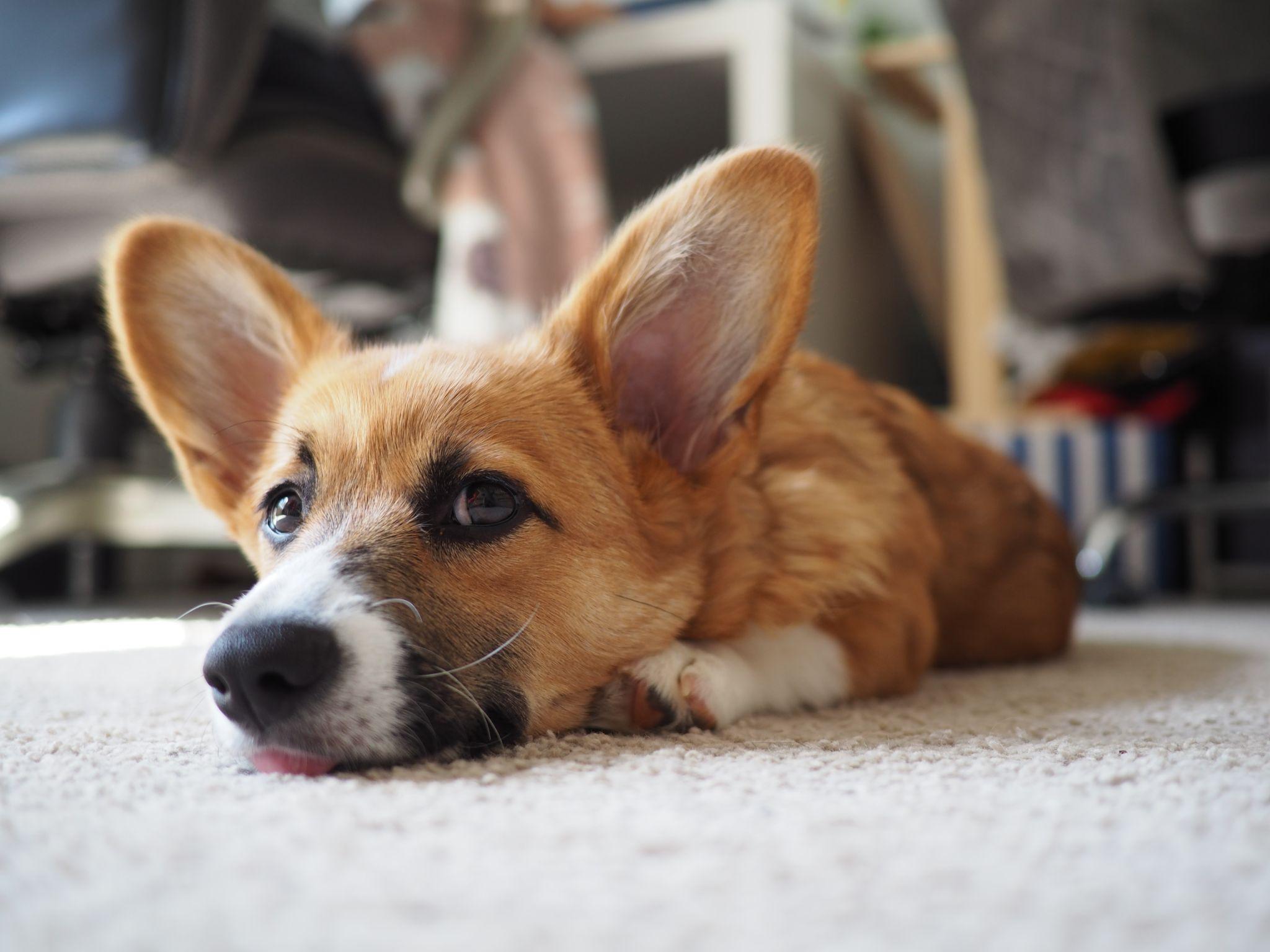 Chó Corgi - Nguồn gốc, đặc điểm và cách chăm sóc tốt nhất