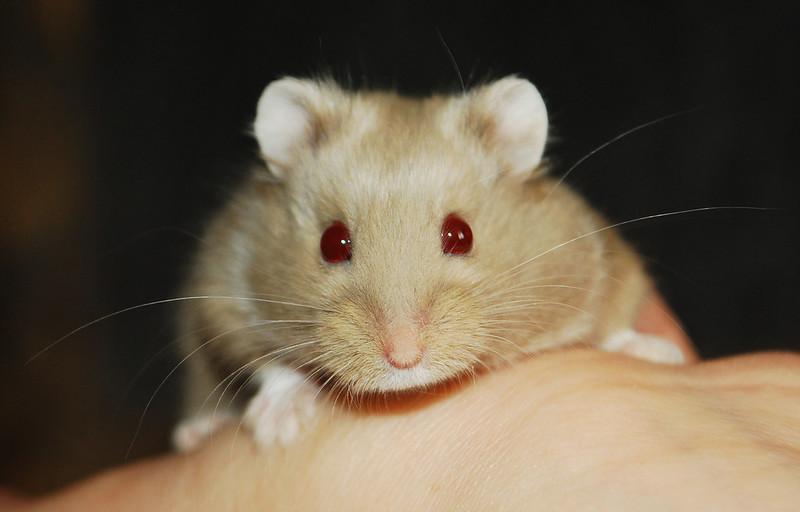 Chuột Hamster - Phân loại, giá bán và cách chăm sóc chuột đẹp khỏe mạnh