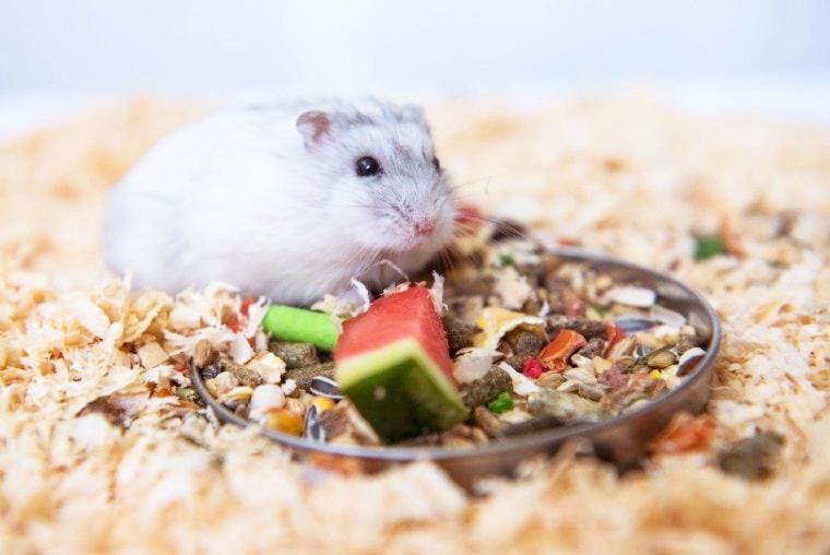 Chuột Hamster - Phân loại, giá bán và cách chăm sóc chuột đẹp khỏe mạnh