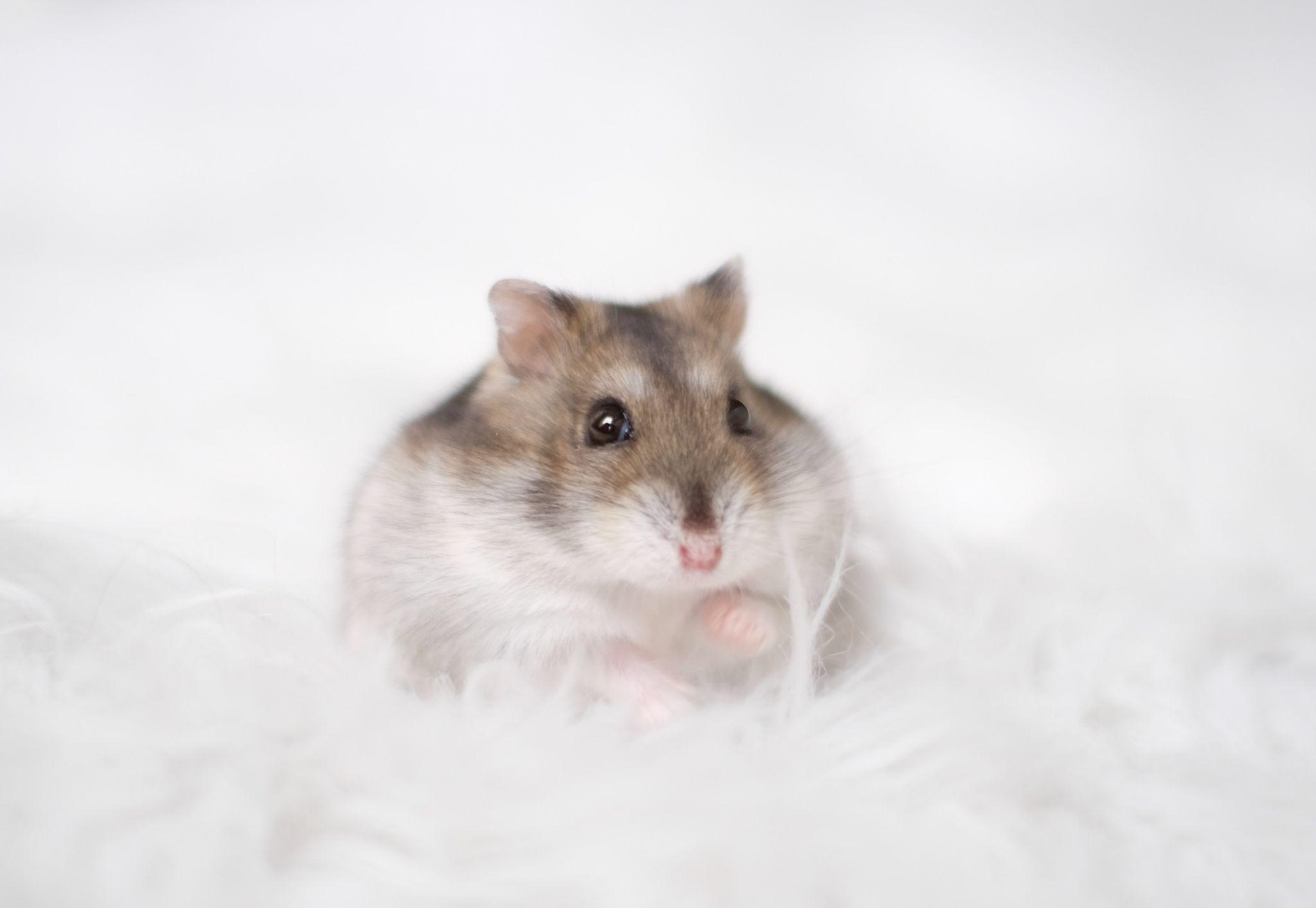 Chuột Hamster - Phân loại, giá bán và cách chăm sóc chuột đẹp khỏe mạnh