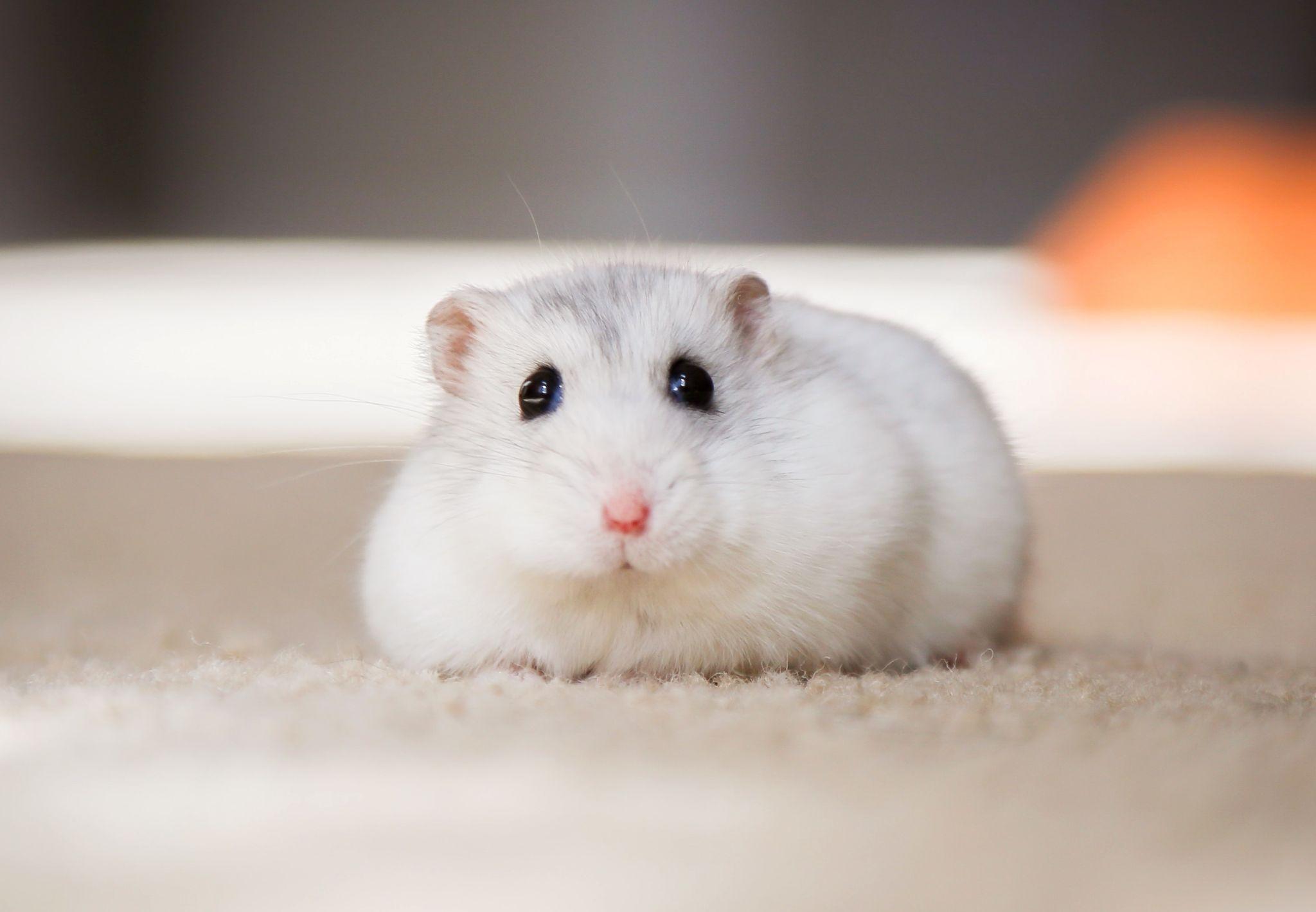 Chuột Hamster - Phân loại, giá bán và cách chăm sóc chuột đẹp khỏe mạnh