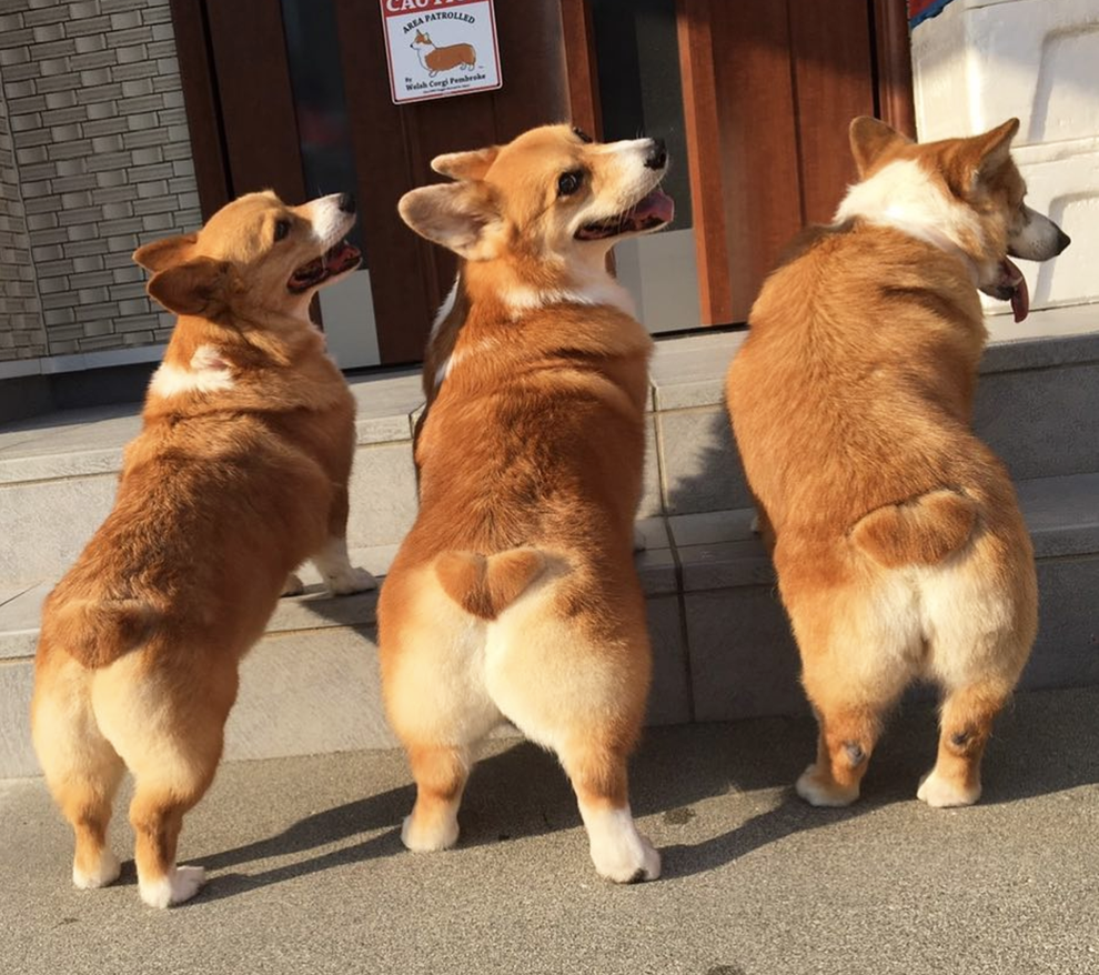 Chó Corgi - Nguồn gốc, đặc điểm và cách chăm sóc tốt nhất