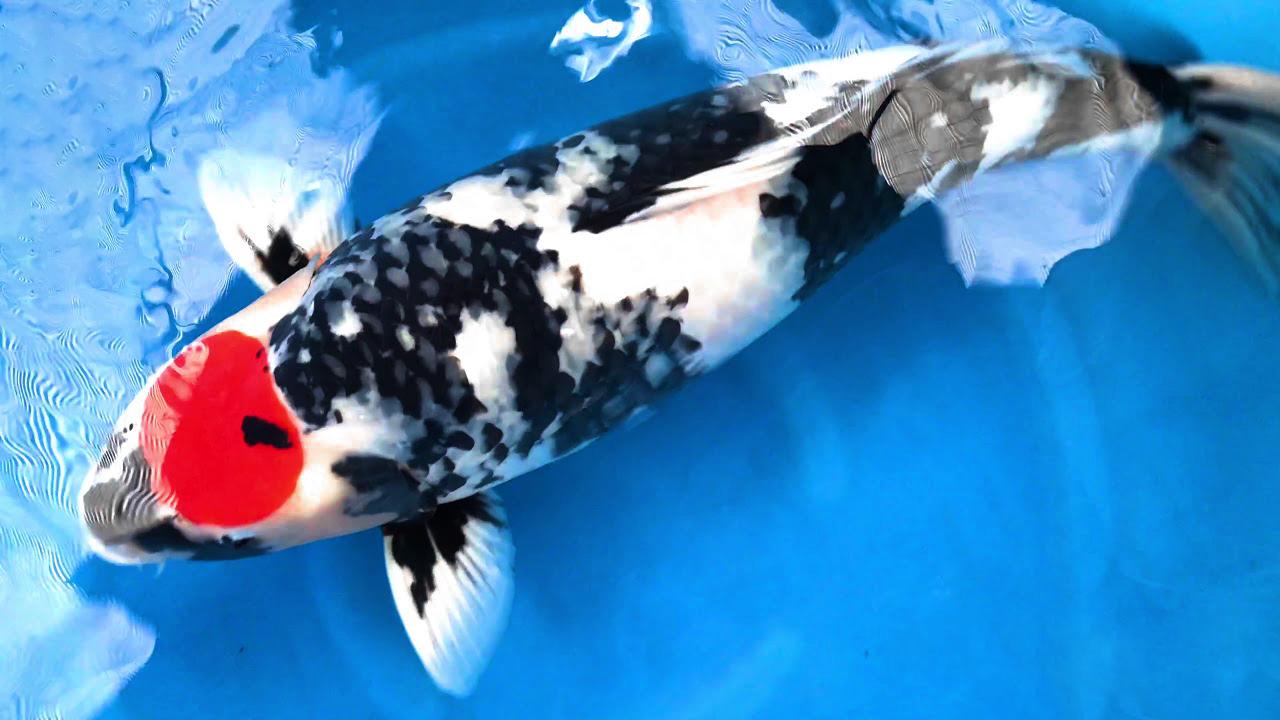 Cá Koi có bao nhiêu loại, cách nuôi và giá bán