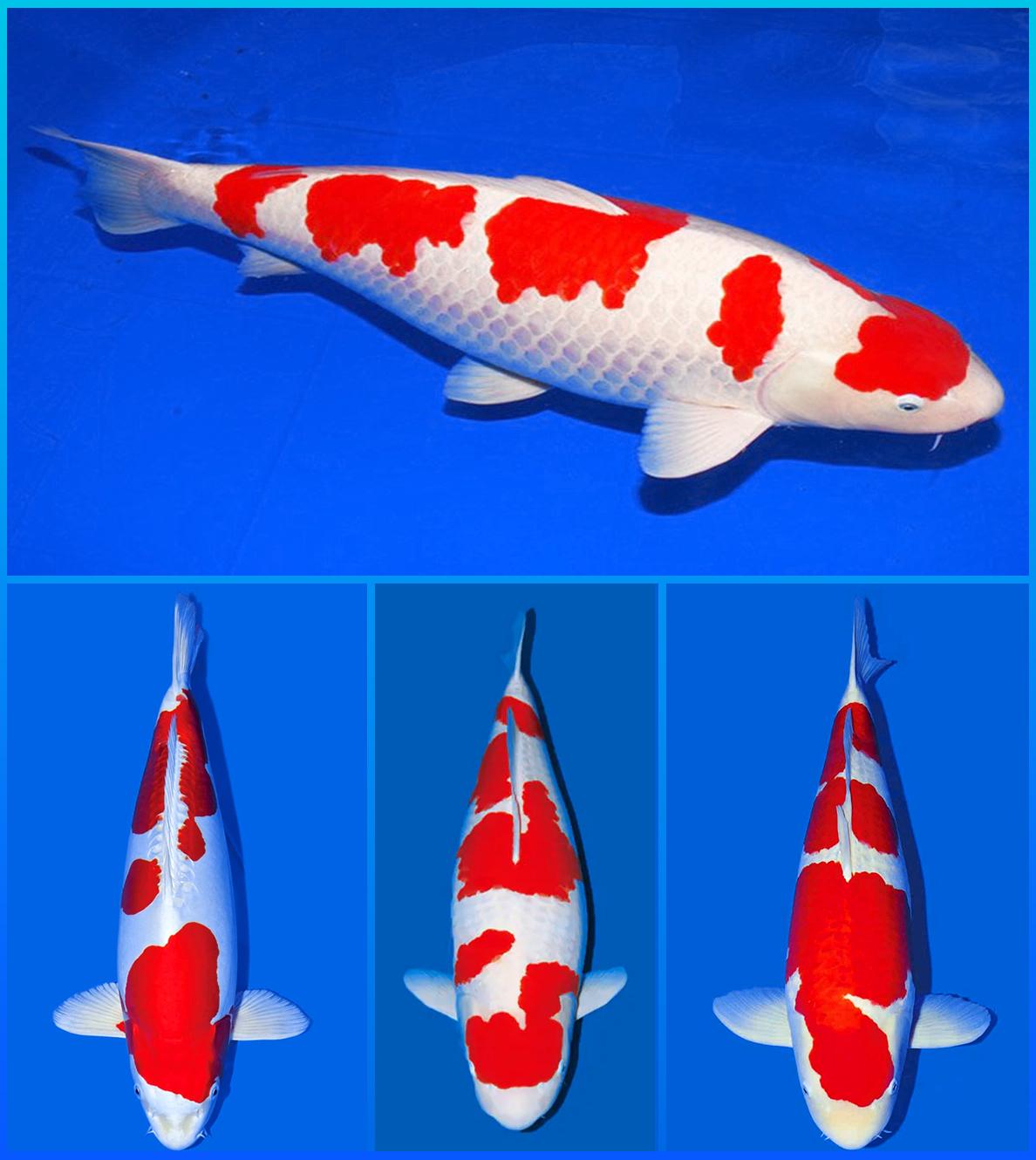 Cá Koi có bao nhiêu loại, cách nuôi và giá bán