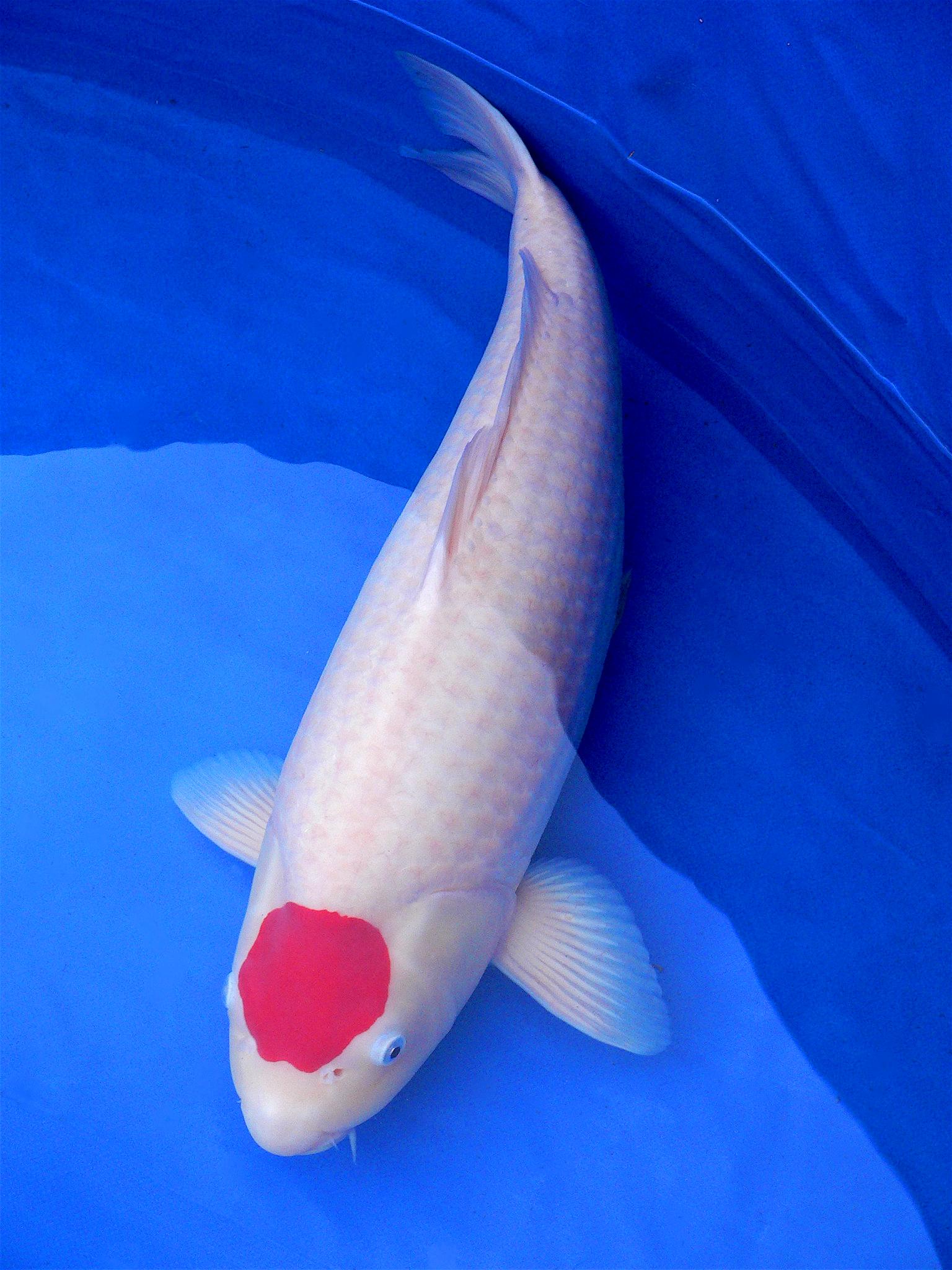 Cá Koi có bao nhiêu loại, cách nuôi và giá bán