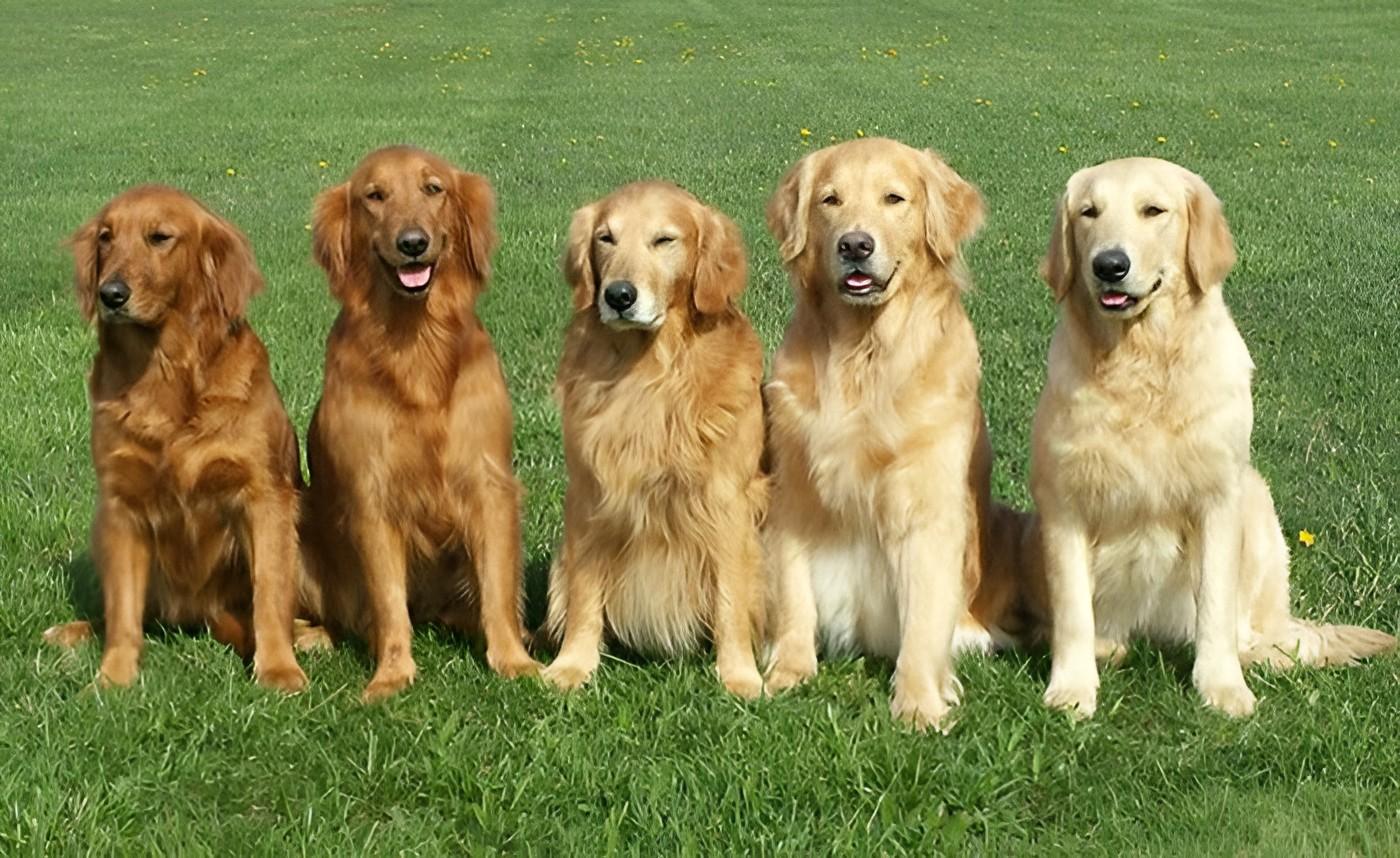 Golden Retriever giống chó thông minh và biết tiết chế cảm xúc