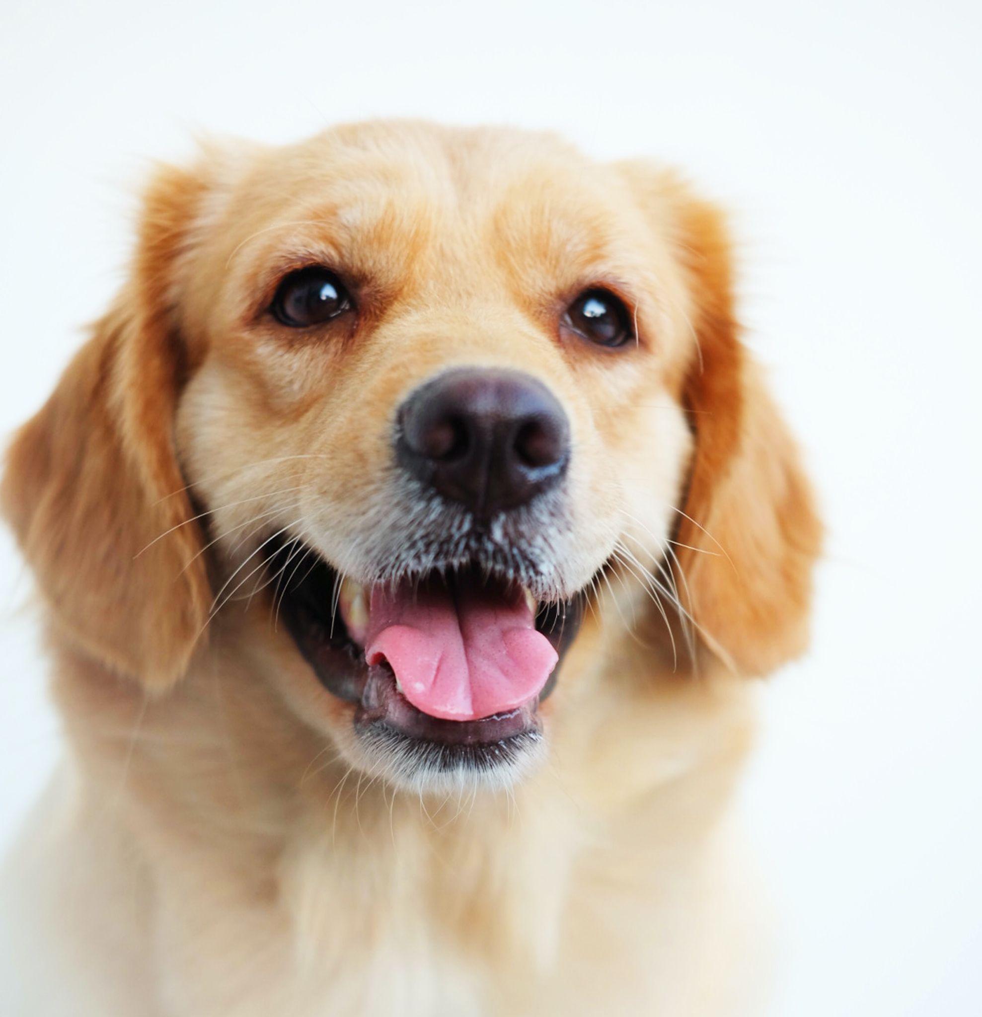 Golden Retriever giống chó thông minh và biết tiết chế cảm xúc