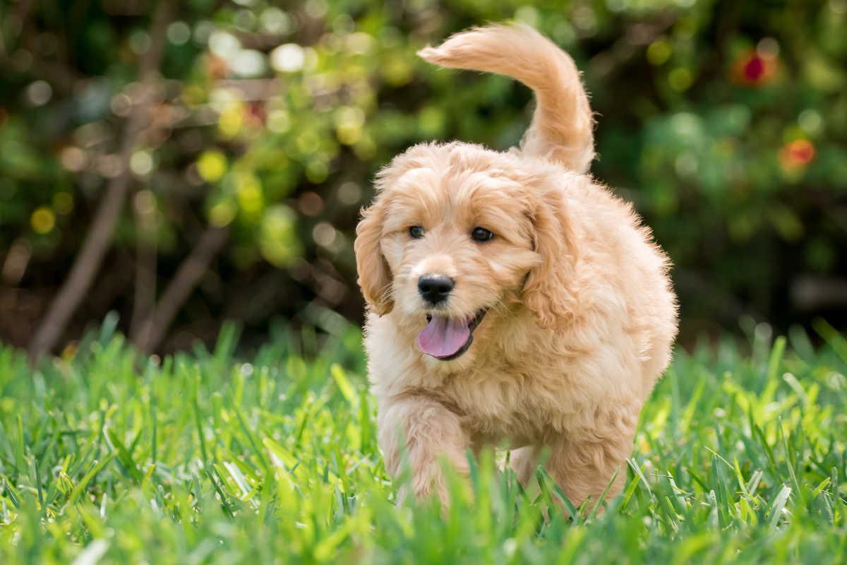 Golden Retriever giống chó thông minh và biết tiết chế cảm xúc