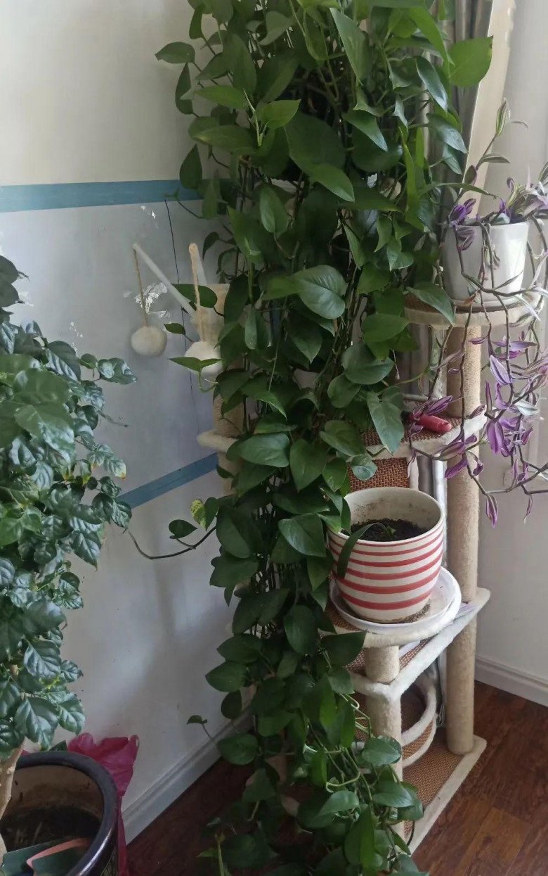 Trồng trầu bà đừng chỉ tưới nước lã, thêm thứ này vào nước dây leo dài 2m, lá to bằng lòng bàn tay