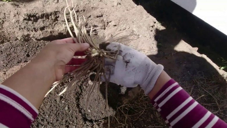 Loại rau 150.000/kg được mệnh danh là "rau hoàng đế”, vừa xuất hiện ...