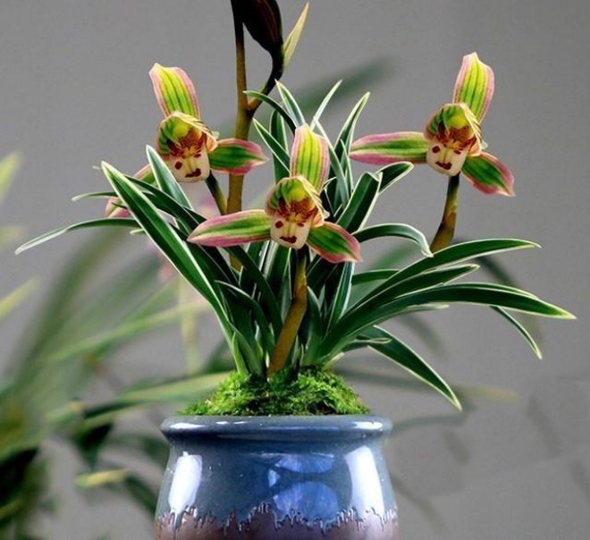 Loài hoa lan đẹp lạ, năm ra hoa ít nhất 2 lần, trồng một chậu hương thơm bay khắp nhà