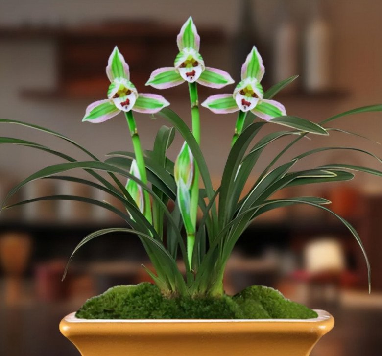 Loài hoa lan đẹp lạ, năm ra hoa ít nhất 2 lần, trồng một chậu hương thơm bay khắp nhà