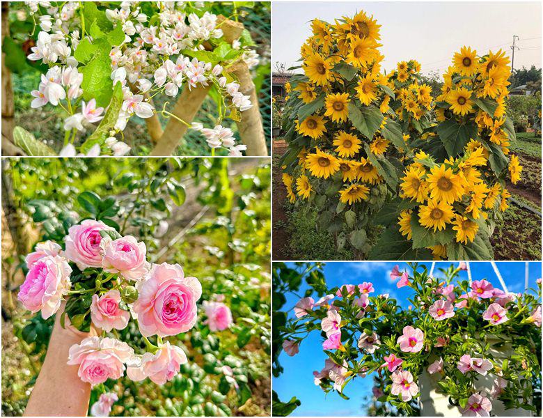 Bán nhà mặt phố dọn về nơi vắng vẻ, đôi vợ chồng 9X biến đất hoang rộng 3.000m2 thành khu vườn ...