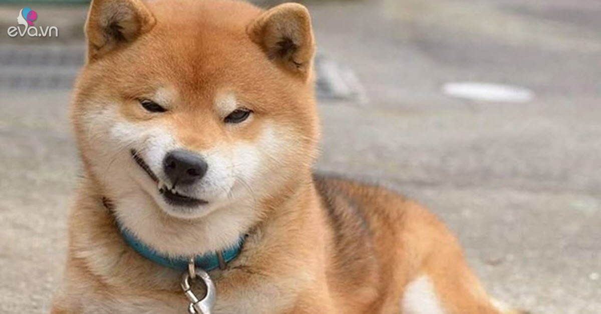 Tưởng khái niệm chảnh chó chỉ là gọi cho có vần điệu, ai ngờ lũ chó ...