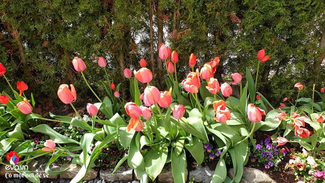 Ông bố Sài Gòn trồng hoa tulip đẹp rực rỡ, vợ ghen đỏ mắt vì mê hoa hơn ...