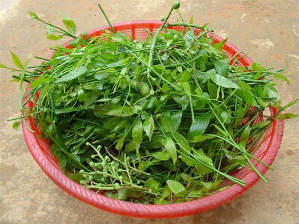 7 loại rau rừng tên lạ- đặc sản ăn là nghiện của đồng bào Tây Bắc