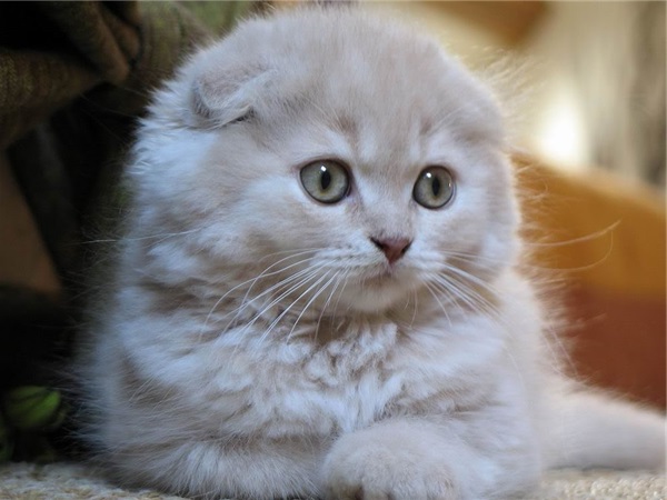 Mèo tai cụp Scottish Fold - Giá bán, đặc điểm và cách nuôi tốt nhất