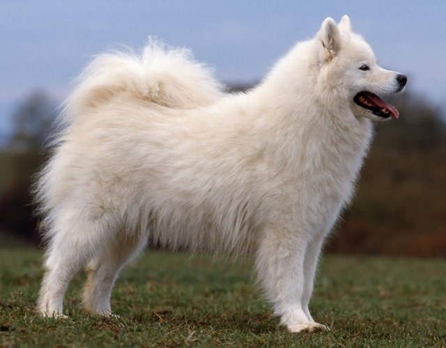 Chó Samoyed - Những thông tin cần biết, giá bán và cách nuôi
