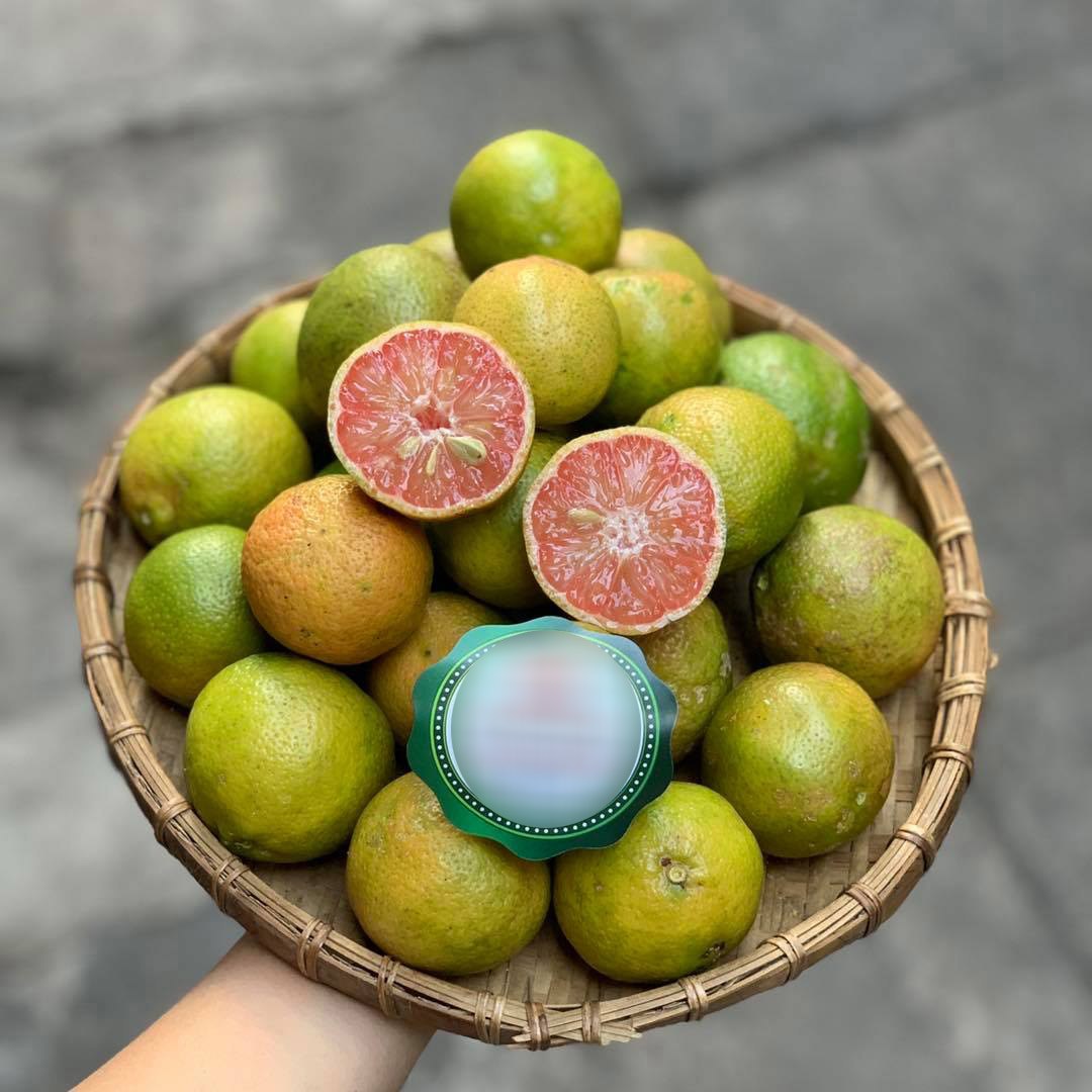 Chanh đào rớt giá có nơi chỉ 5 ngàn/kg, chị em tranh thủ mua ngay làm ...