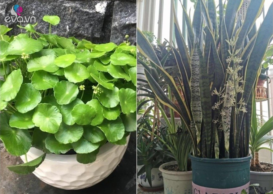 3 loại cây cảnh chủ yếu trồng để ngắm lá, thấy ra hoa nên ngắt bỏ ngay ...