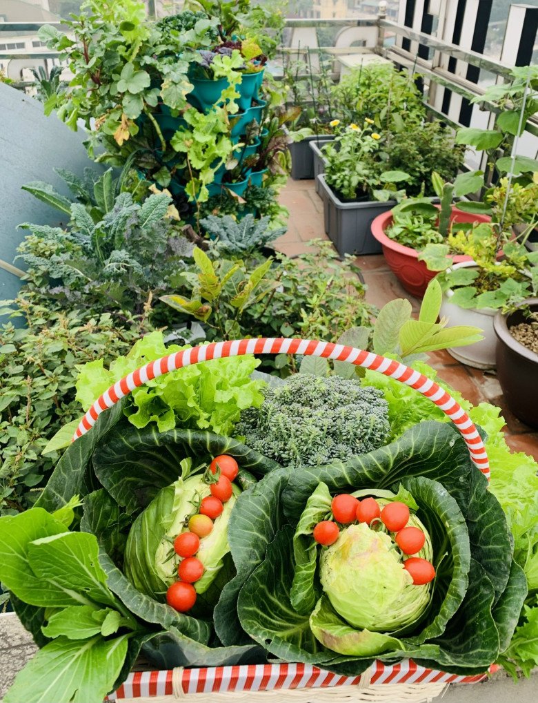 Làm vườn sân thượng, mẹ đảm Hà thành đỡ thoát vị đĩa đệm, không cần đi ...