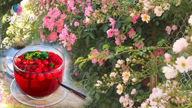 Loại cây mọc hoang, ven hàng rào nhưng có quả chứa vitamin C cao gấp 40 ...